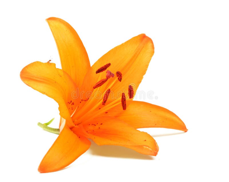 Butea Monosperma or Palash Flower Stock Image - Image of flamelike ...