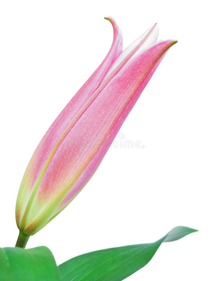 Lily petal stock image. Image of close, smell, pink, natural - 4646005