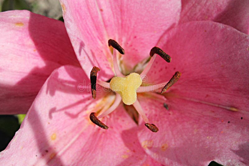 Lily flower from above stock photo. Image of gardens - 72724258