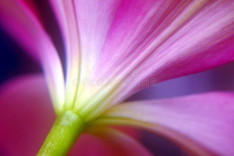 Lily flower stock image. Image of back, lily, colors - 97844121