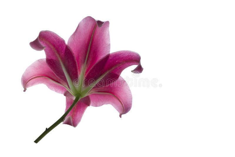 Lily flower back view stock image. Image of back, flower - 100170167