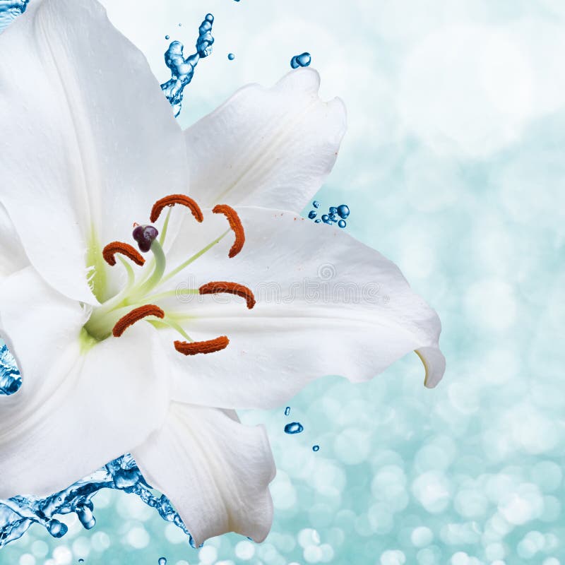 Lily Flower On Background With Bokeh Effects. Stock Image - Image of ...