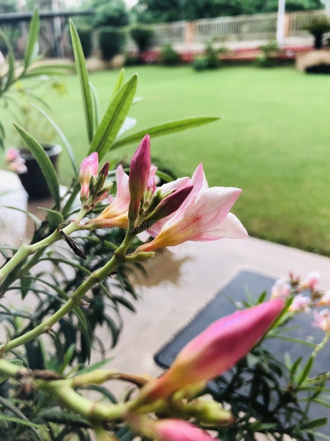 Lily flower stock image. Image of lily, sweet, love - 256420995