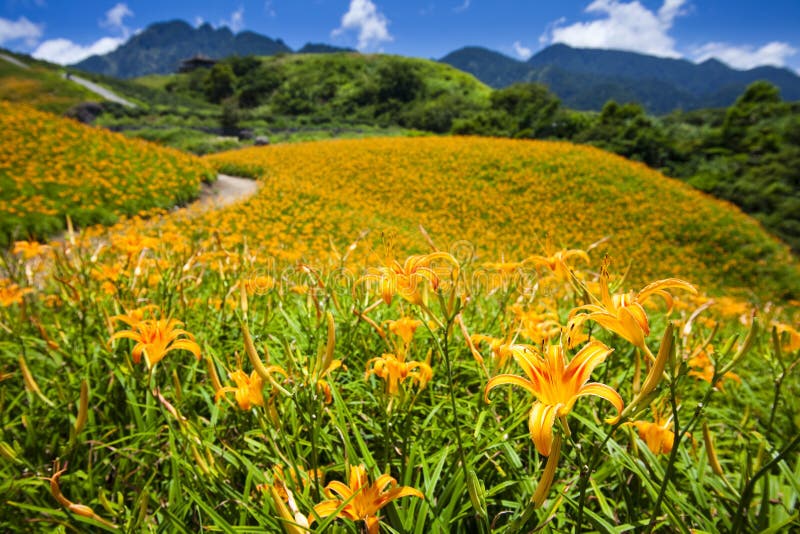Lily flower stock photo. Image of landscape, outdoors - 66787416