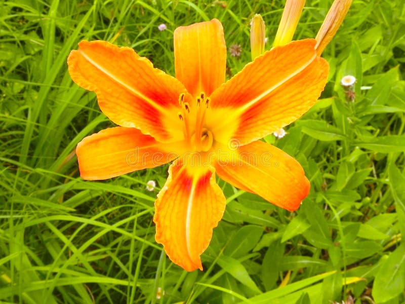 Lily flower. stock photo. Image of garden, luxury, leaf - 32138990