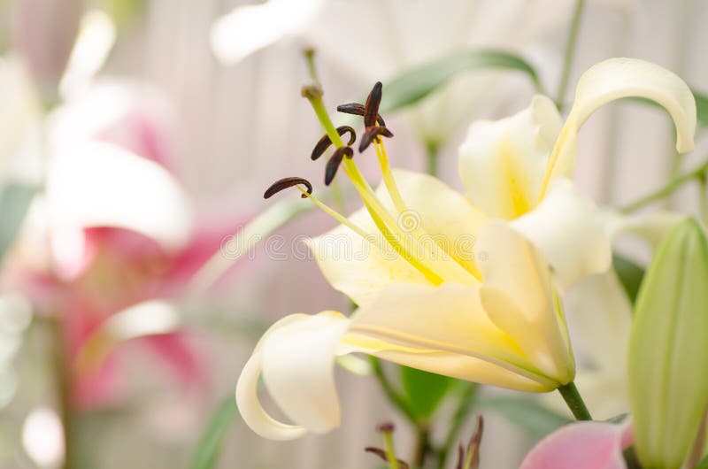 Lily flower stock image. Image of decoration, flower - 48064431