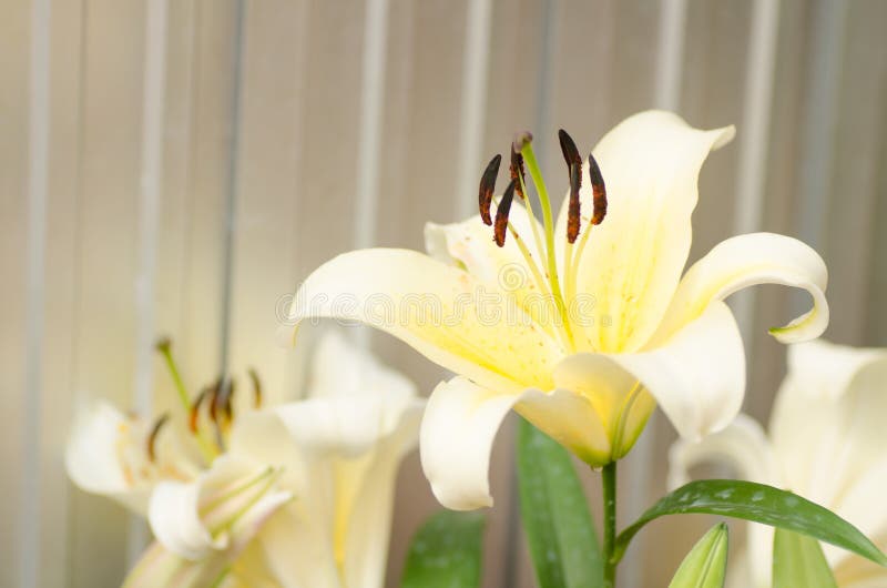 Lily flower stock image. Image of outdoor, natural, bright - 48137339