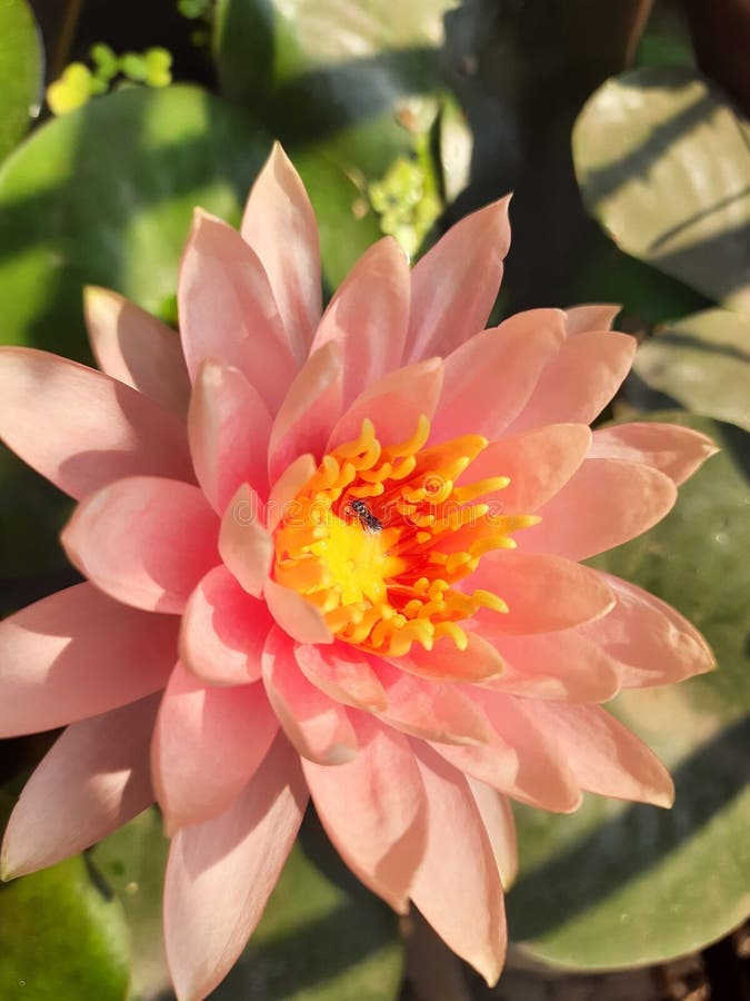 A Lily Flower with Bee Sitting on it To Collect Honey. Stock Image ...