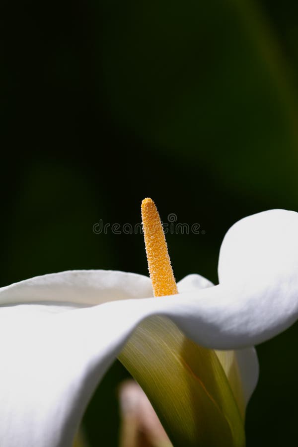 Lily flower in bloom stock image. Image of growing, lily - 185900157