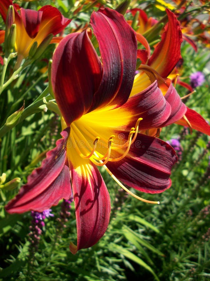 Lily Flower stock photo. Image of blooming, flower, grow - 56423778