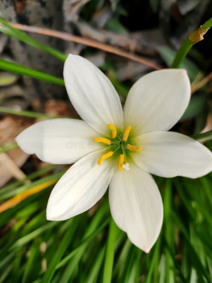 Lily Flower Blooms in Early March Stock Image - Image of field, plant ...