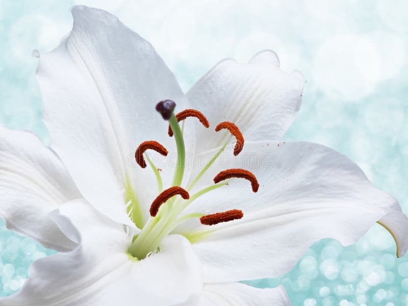 Lily Flower on a Blue Background Stock Image - Image of beauty, fresh ...