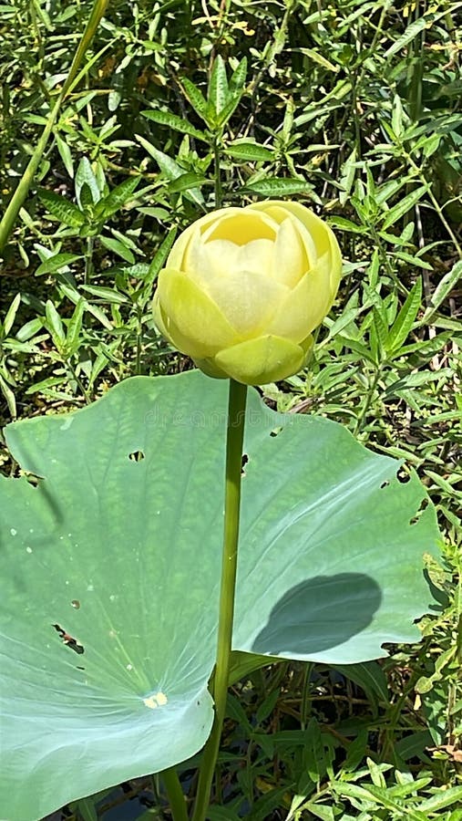 Dream City Clip Art Stock Photos - Free & Royalty-Free Stock Photos ...