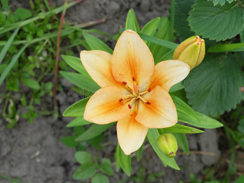 Single Large Lily Flower. a Flower with Large Petals Stock Image ...