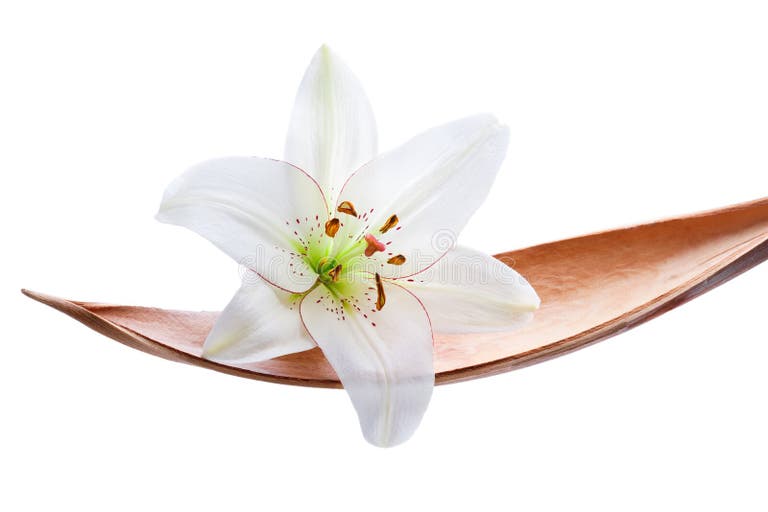 Lily Flower on a Coco Leaf, Isolated on White Stock Image - Image of ...