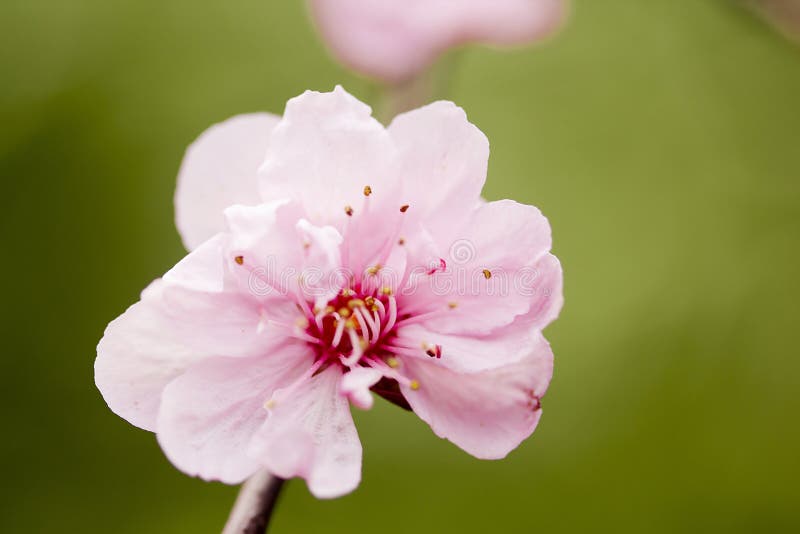 Lily Flower cor-de-rosa imagem de stock. Imagem de flora - 33147981