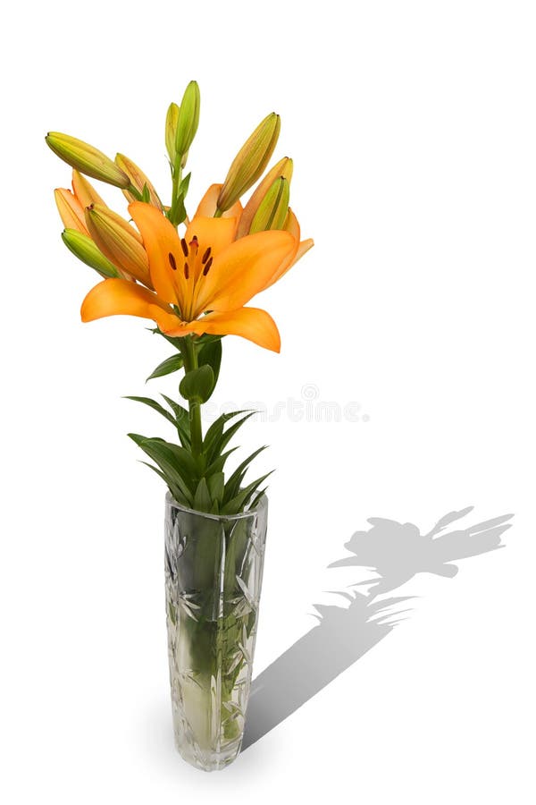 Lily Flower in a Crystal Vase with Shadow Stock Photo - Image of ...