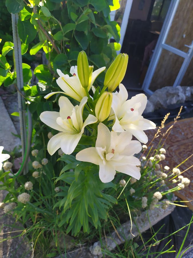 Lily flower cute stock image. Image of cute, blossom - 228251255