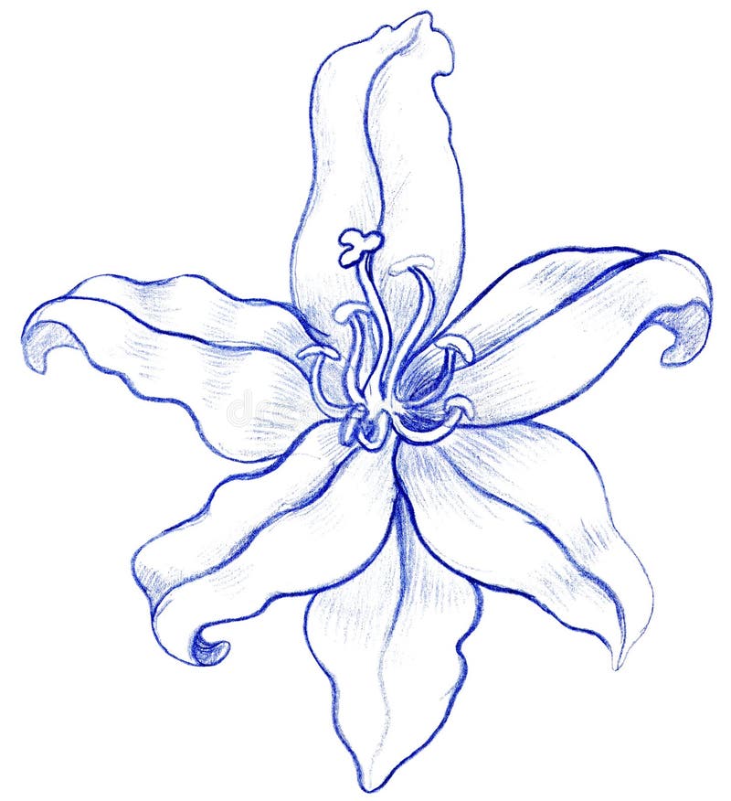 Lily Flower Drawing with Blue Pencil, Elements on a White Background ...