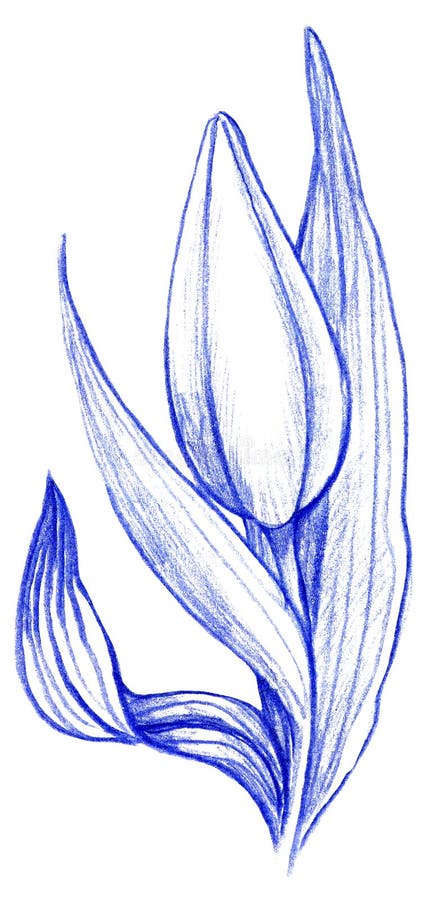 Blue Lily Flower Drawing