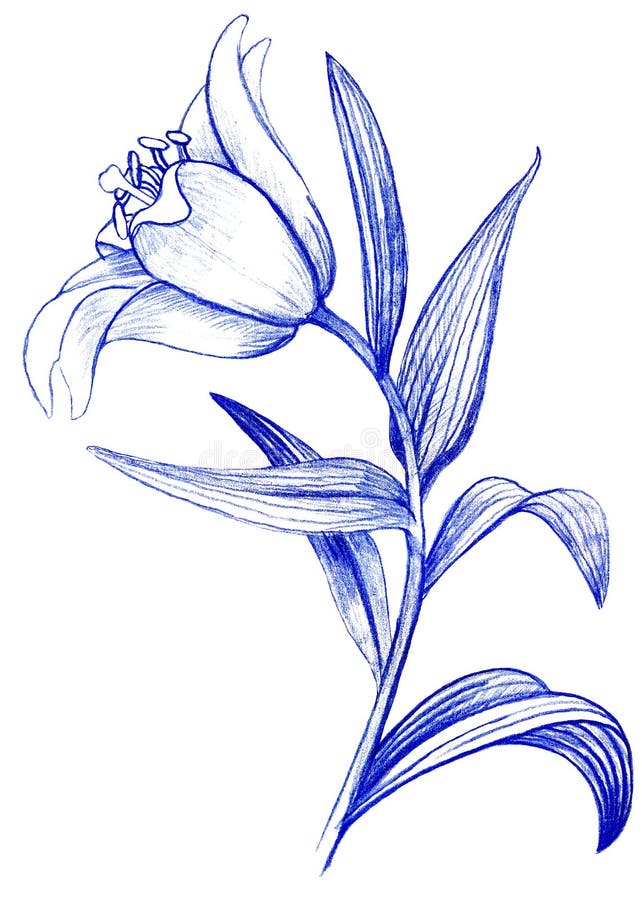 Lily Flower Drawing with Blue Pencil, Elements on a White Background ...