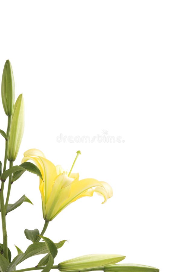 Yellow Flowers Floral Corner Frame, Isolated Stock Image - Image of ...
