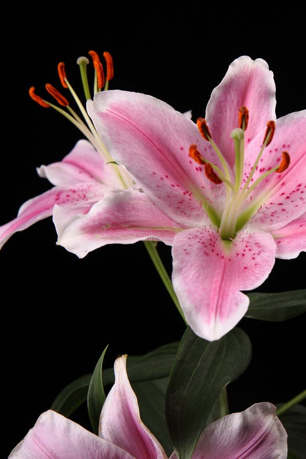 Lily Flower Isolated on Black Background Stock Image - Image of gerber ...
