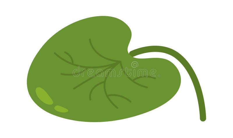Lily Flower Leaf stock vector. Illustration of drawing - 280244426