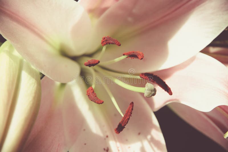 Lily flower macro view stock photo. Image of spring - 210971210