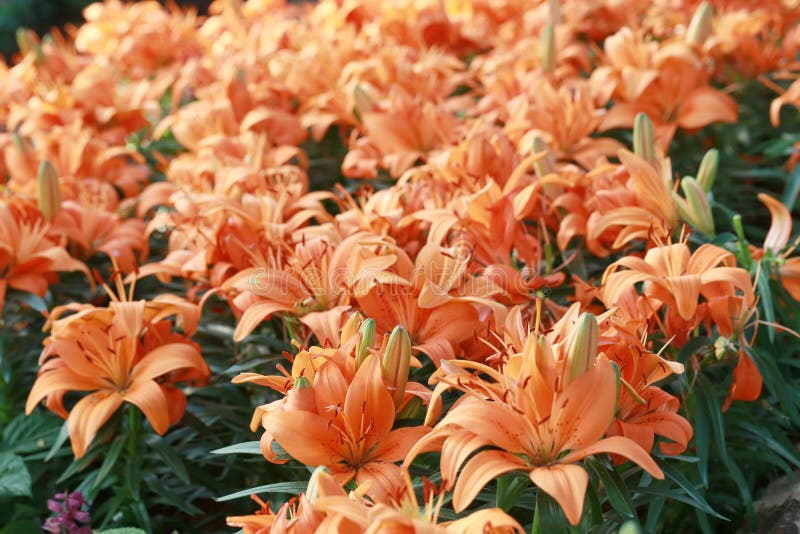 Lily Flower of Orange Color Bloom. Stock Photo - Image of lilium, leaf ...