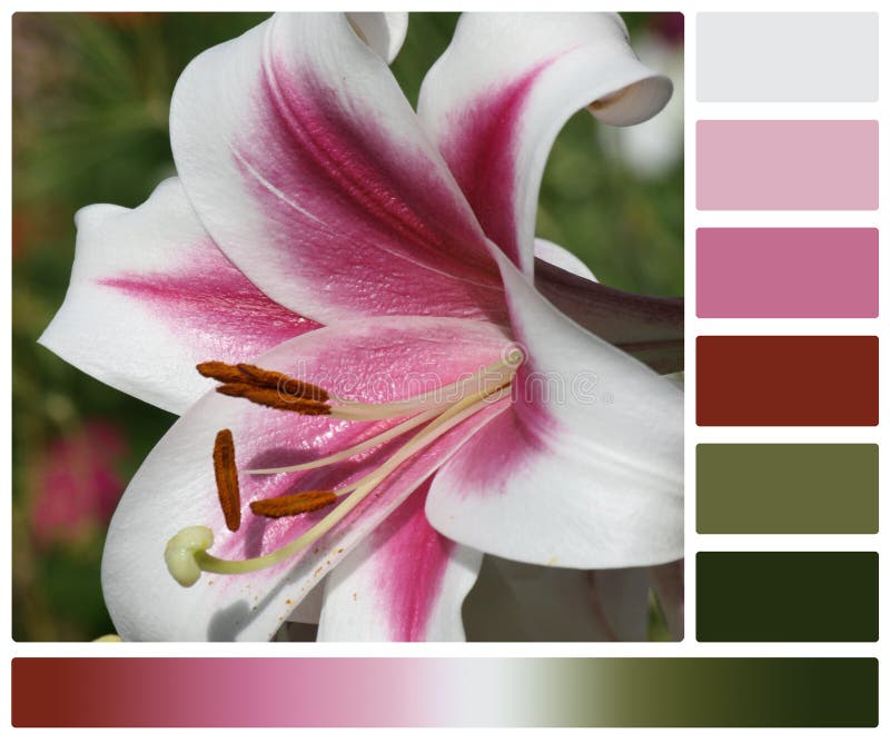 Lily Flower. Palette with Complimentary Colour Stock Photo - Image of ...