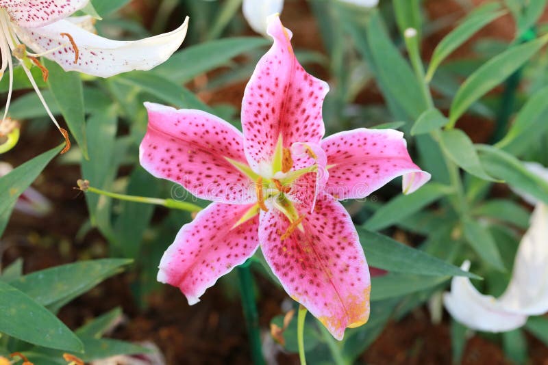 Lily Flower of Pink Color Bloom. Stock Image - Image of detail, plant ...