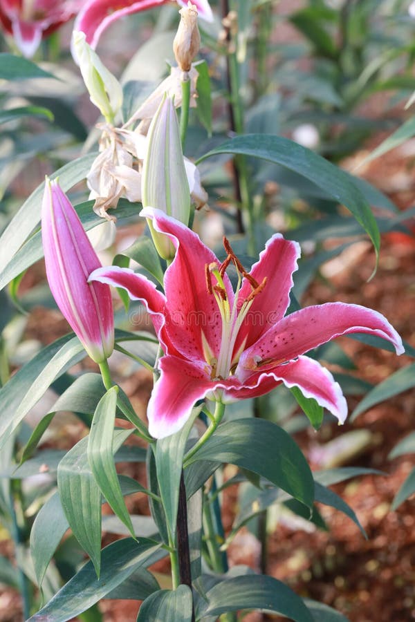Lily Flower of Pink Color Bloom. Stock Image - Image of lily, plant ...