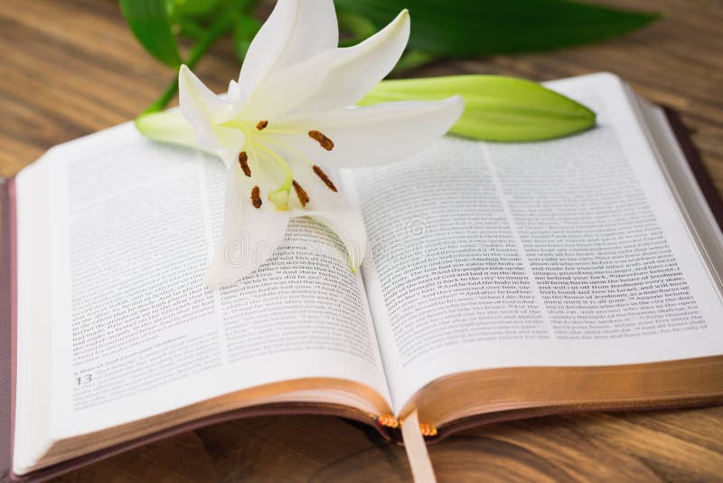 Lily Flower Resting on Open Bible Stock Photo - Image of presbyterian ...
