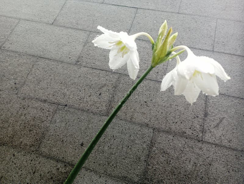 Lily Flower Seen from Below Stock Photo - Image of green, spring: 270830930