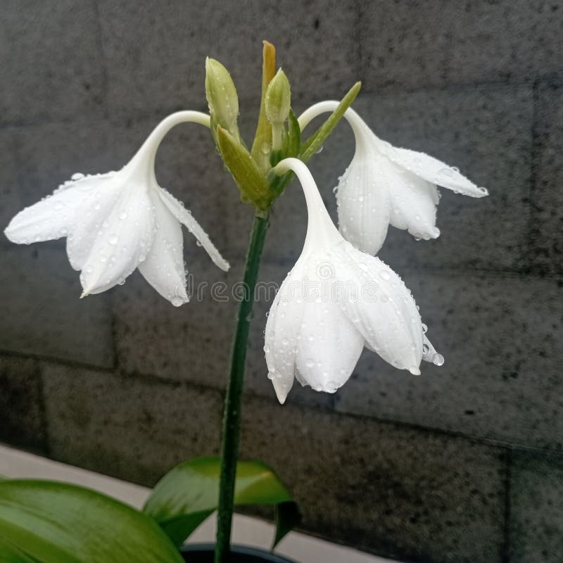 Lily Flower Seen from the Side Stock Photo - Image of green, yellow ...