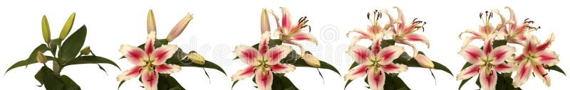 Lily flower Stages stock photo. Image of growing, lapse - 43324844