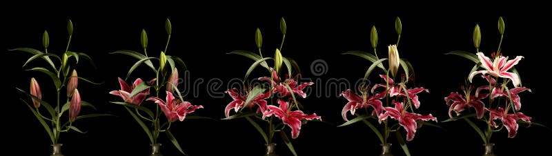 Lily flower Stages stock photo. Image of growing, lapse - 43324844