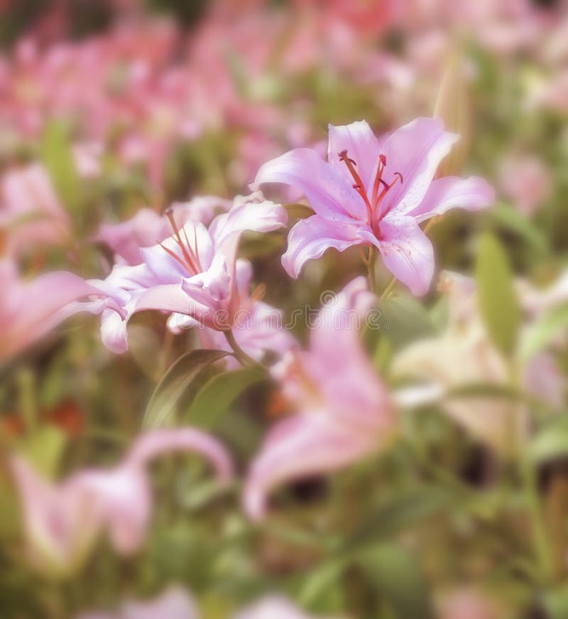 Lily Flower on Soft Color for Background Stock Image - Image of floral ...