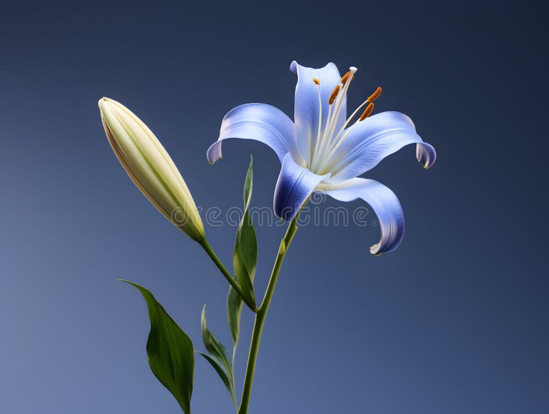Lily Flower in Studio Background, Single Lily Flower, Beautiful Flower ...