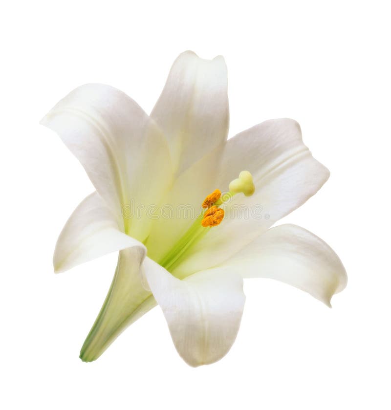 White lilly flower stock photo. Image of gift, objects - 29978912