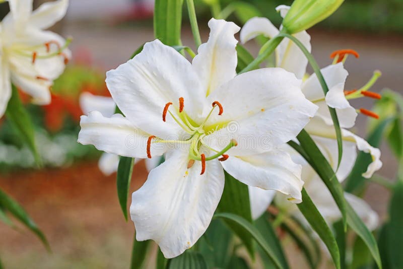 Lily Flower of White Color Bloom. Stock Image - Image of floral, flora ...