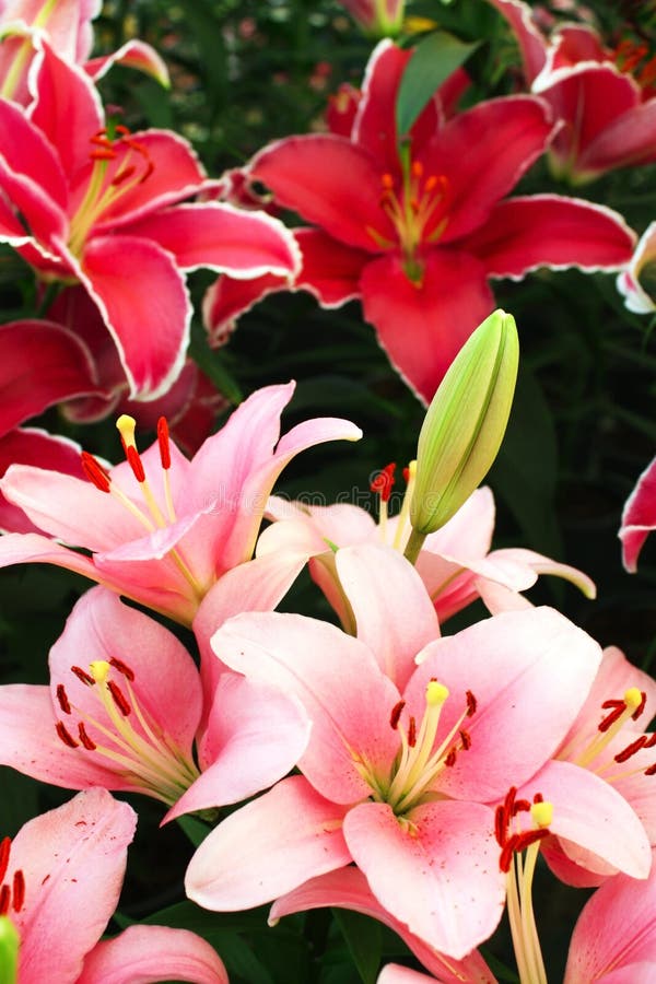 Lily flowers stock image. Image of flowers, outdoor, bloom - 15584175