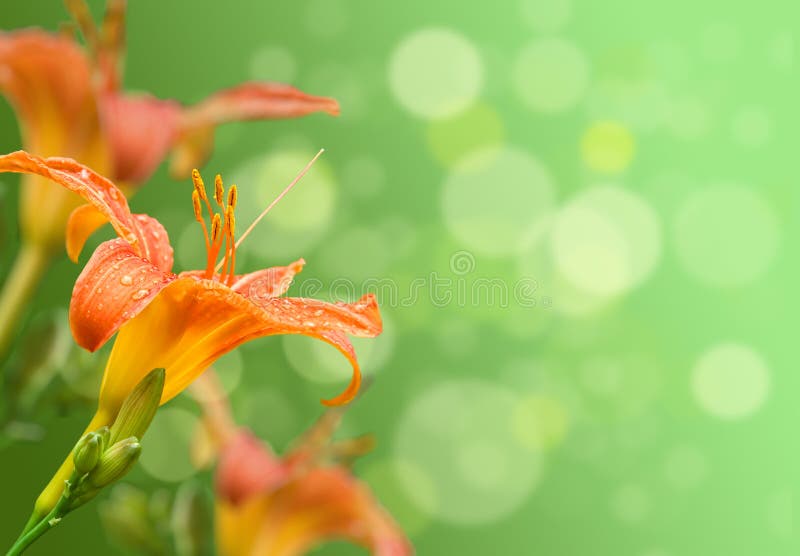 640 Orange Lily Border Stock Photos - Free & Royalty-Free Stock Photos ...
