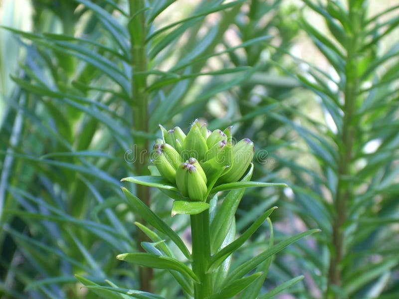 Lily stock image. Image of plants, buds, poland, lily - 94146367