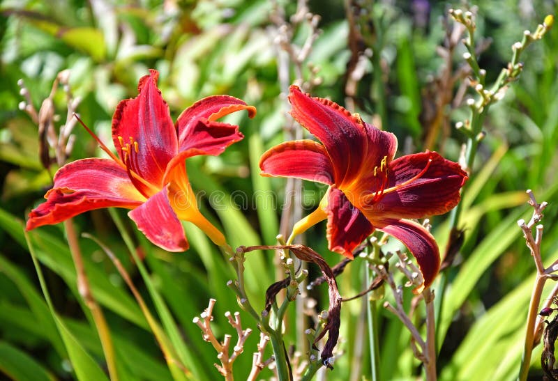 Lily Flowers Closeup in Summer Time Stock Photo - Image of lily, garden ...