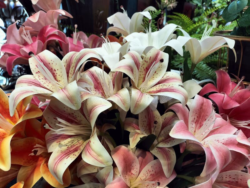 Lily Flowers of Different Colors Stock Image - Image of purple, plant ...