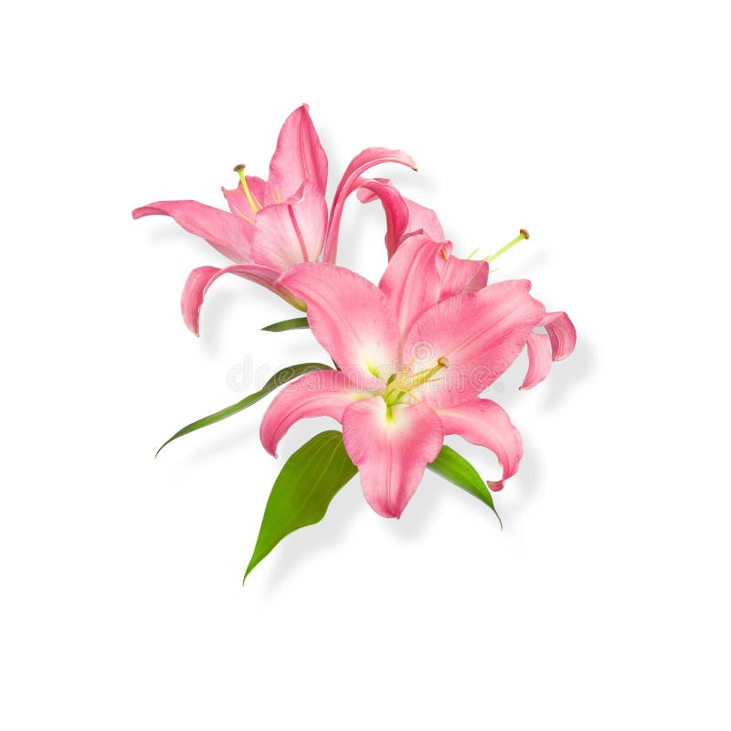 Lily flowers. Pink lilies stock image. Image of freshness - 260467529