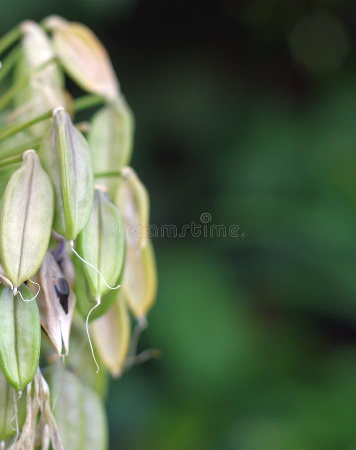 Lily flowers and seed pods stock photo. Image of detail - 11365056