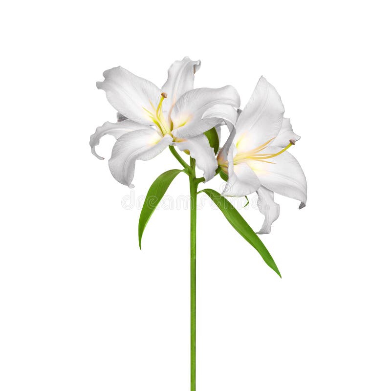 Lily flowers. White lilies stock photo. Image of beautiful - 260256282